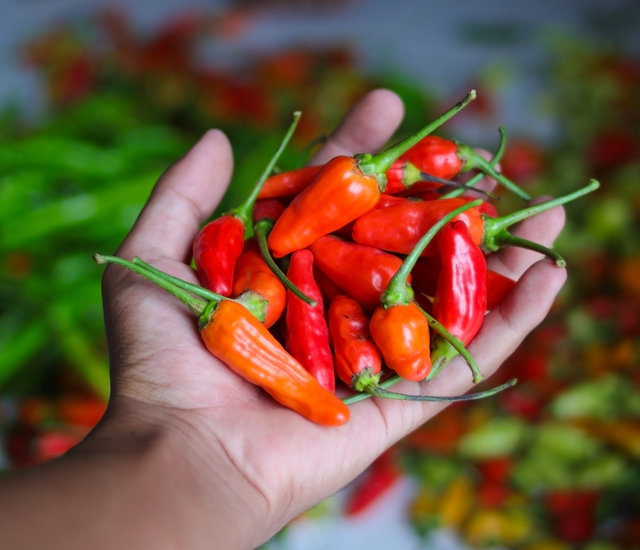 The Datil Pepper: A St. Augustine Legend – Cultivate Tea & Spice